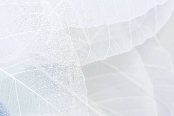 Close Fiber Structure Dry Leaves Texture Background Cell Patterns ...