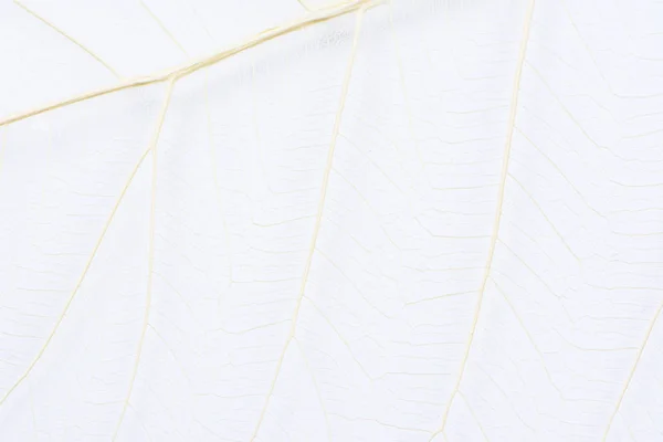 Close Fiber Structure Dry Leaves Texture Background Cell Patterns ...