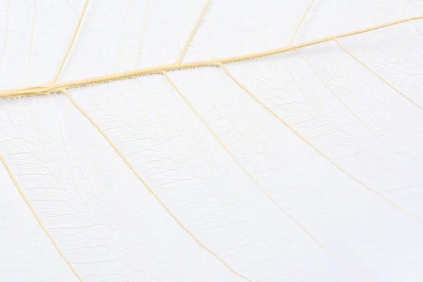 Close Fiber Structure Dry Leaves Texture Background Cell Patterns ...