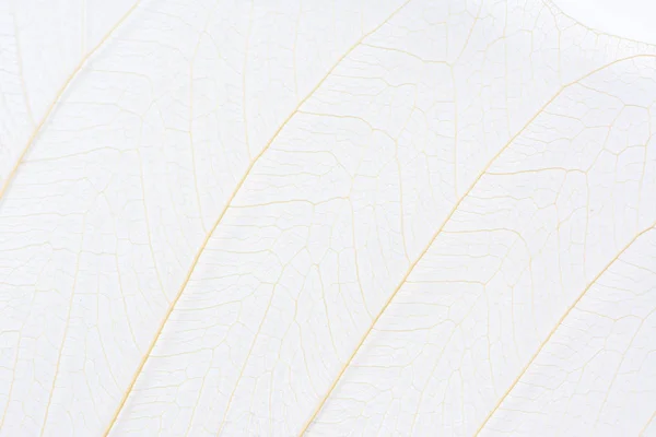 Close Fiber Structure Dry Leaves Texture Background Cell Patterns ...