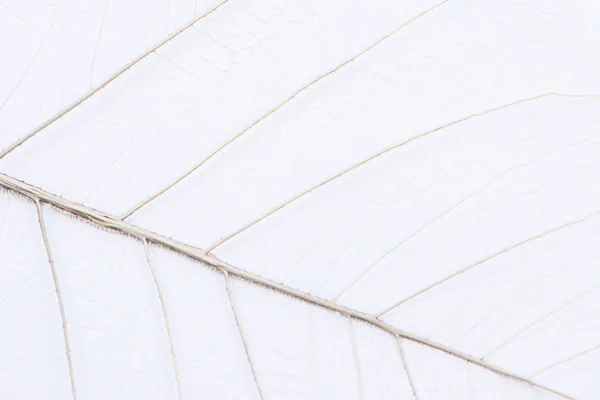 Close Fiber Structure Dry Leaves Texture Background Cell Patterns ...