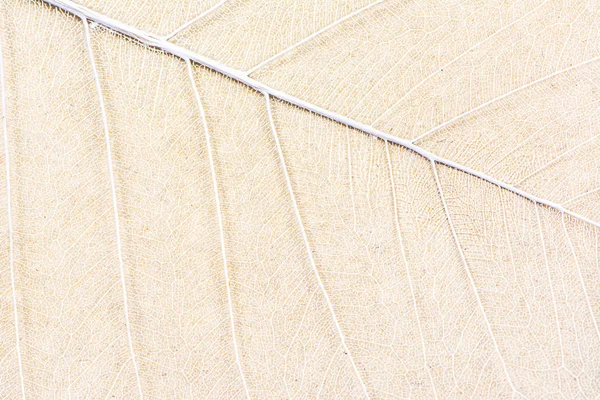 Close Fiber Structure Dry Leaves Texture Background Cell Patterns ...