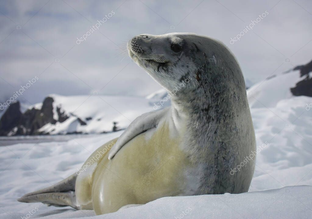 Perfil lateral de la foca Cangrejo (Lobodon carcinophaga), en la ...