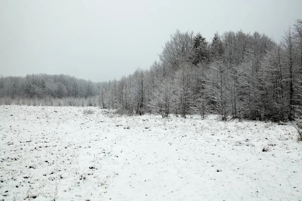 Winter forest and field. Trees and ground covered with snow. Winter ...