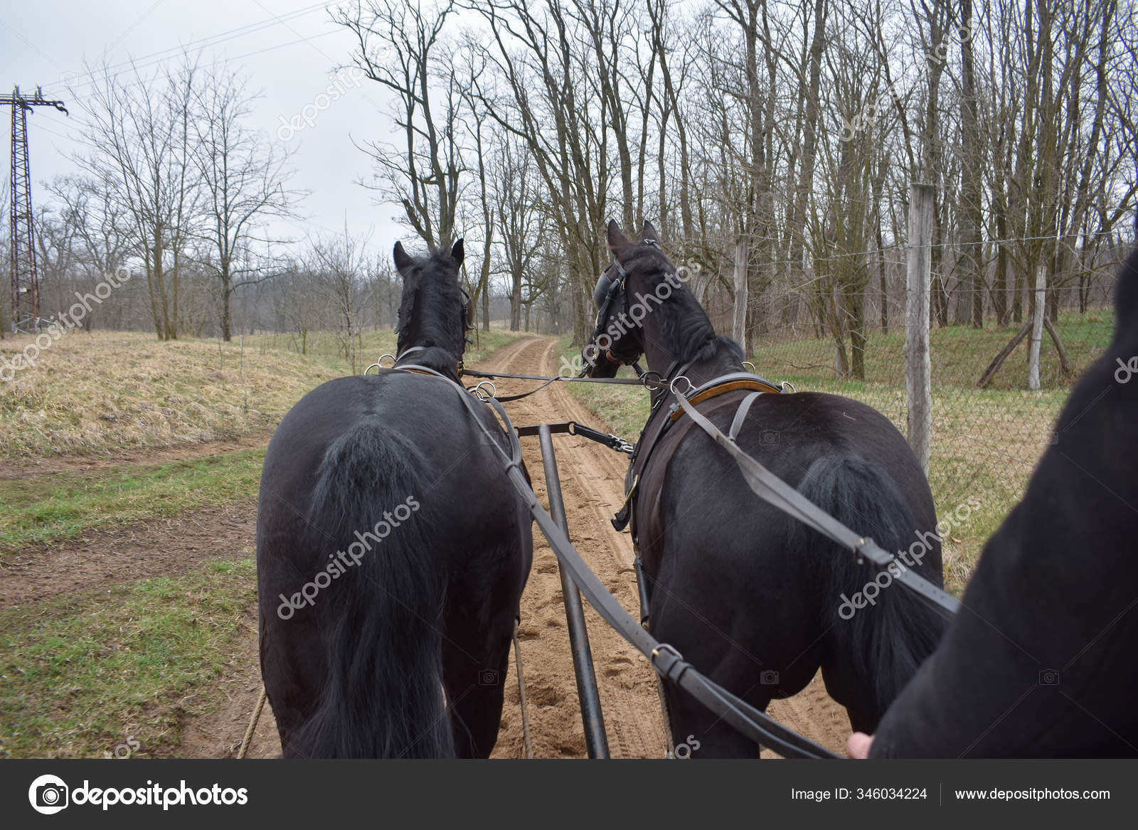 Rear View Pair Beautiful Black Horses Carriage Rural Road Stock Photo ...