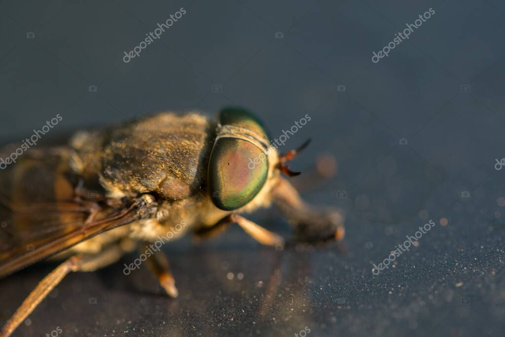 Mosca de caballo (Tabanus bromius) con ojos grandes sobre fondo azul 2024