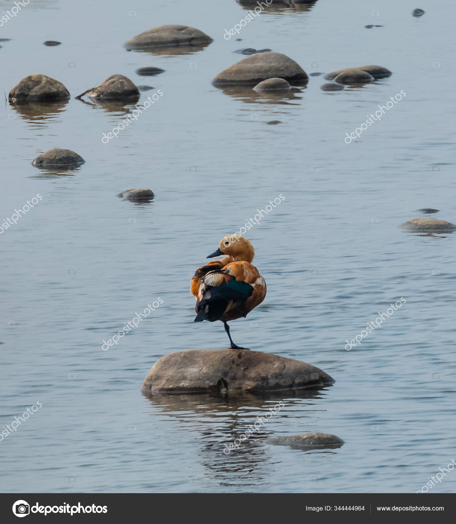 Ruddy Shelduck Sitting Stones Water River Jim Corbett National Park ...