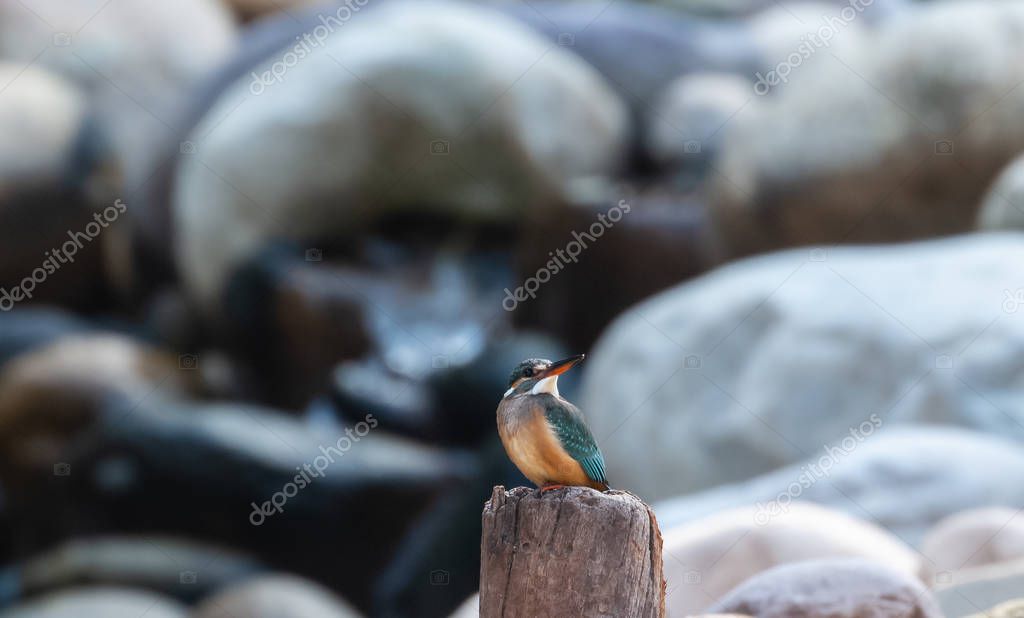 Pájaro pescador en la percha de madera por río en el Parque Nacional ...