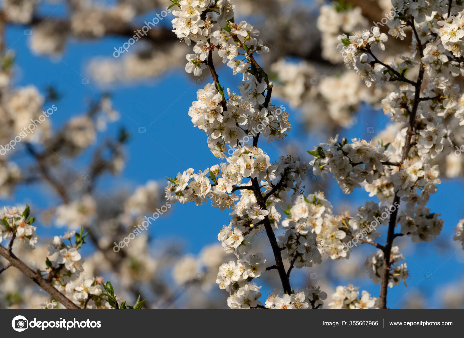 Spring Summer Blossom Flowers Spreading Happiness Peace Hills — Stock ...