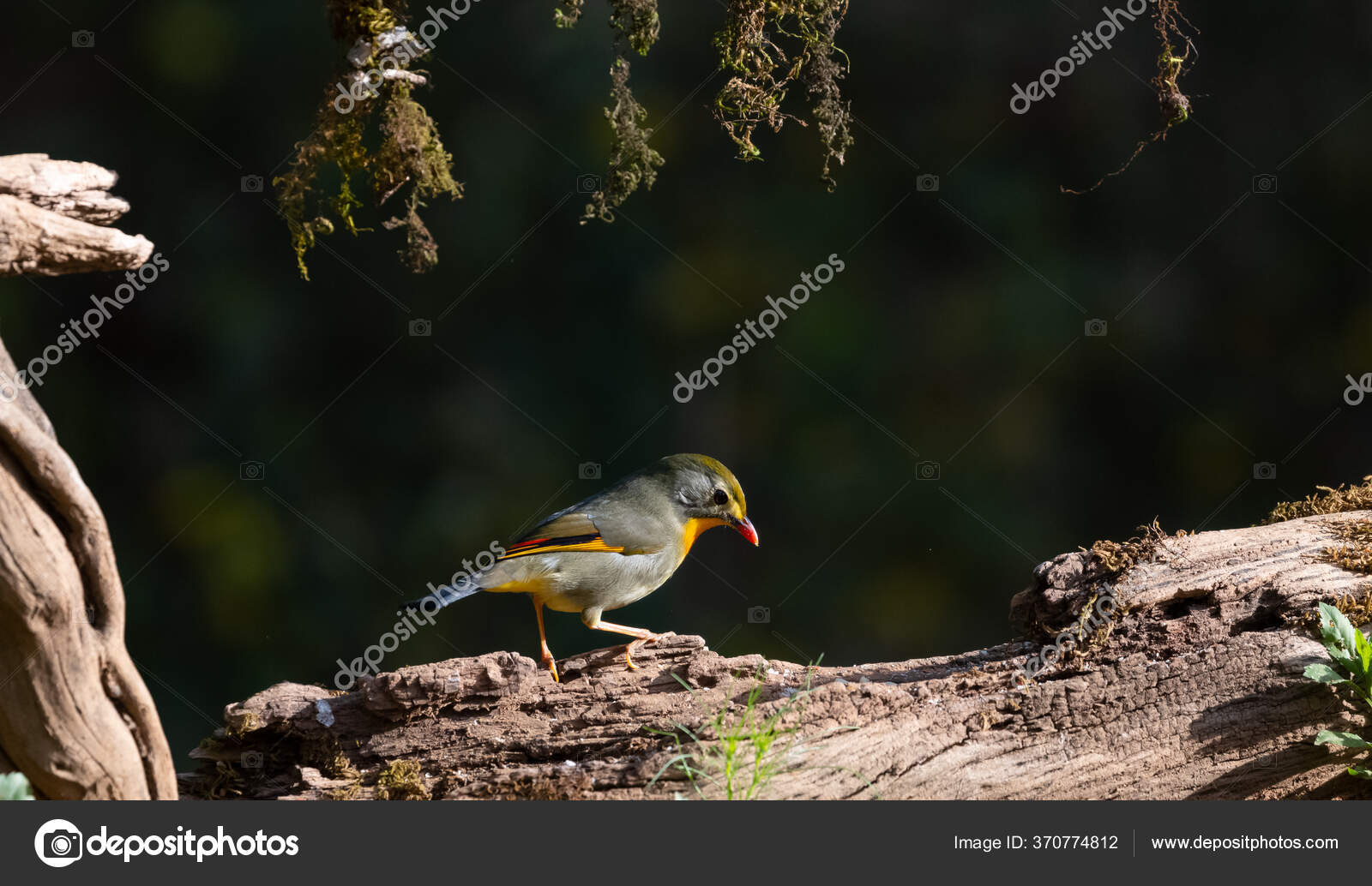 Red Billed Leiothrix Bird Member Family Leiothrichidae Native Southern ...