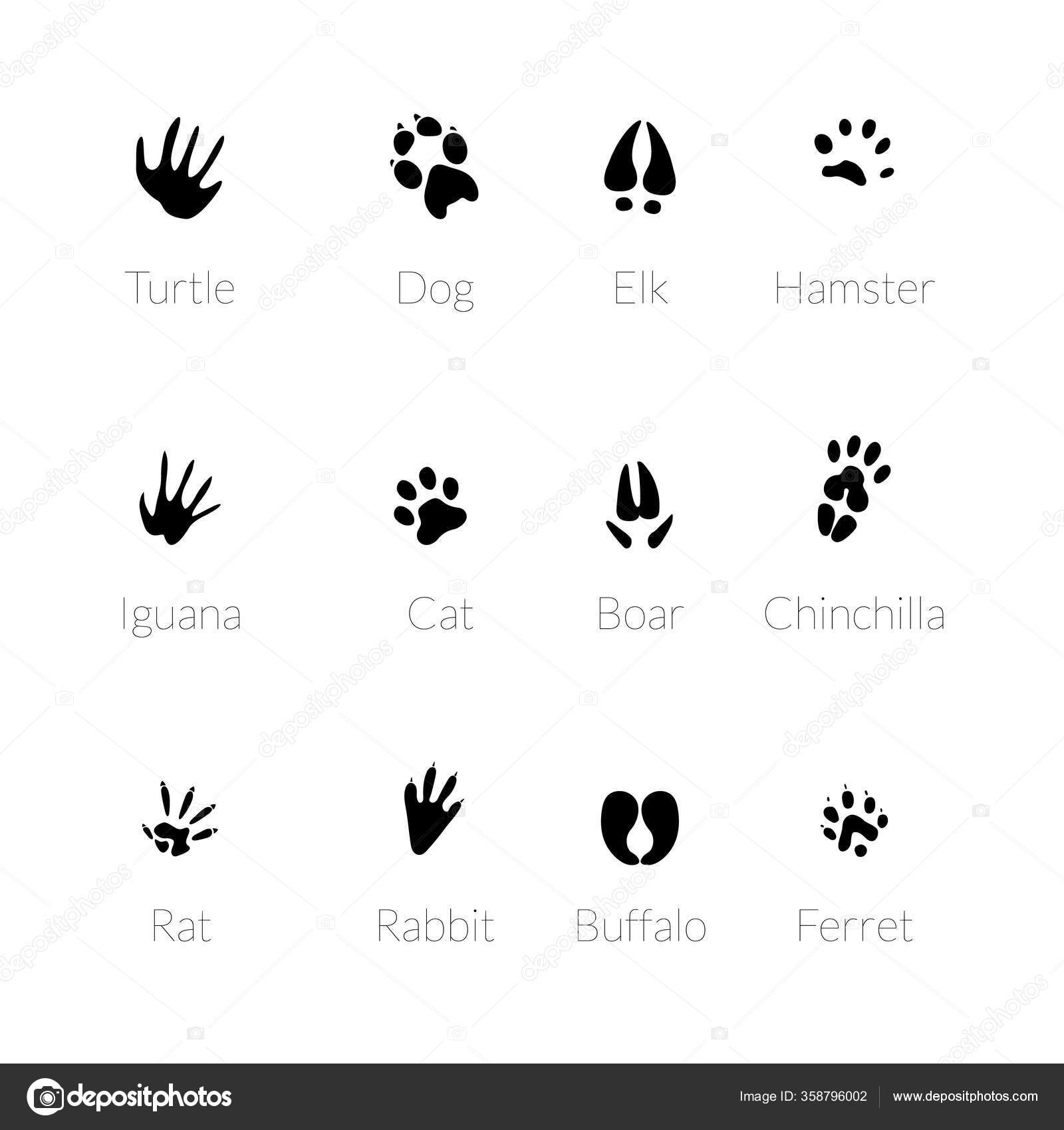 Lizard Footprint Clipart