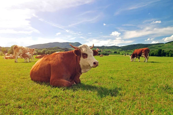 Vaca acostada fotos de stock, imágenes de Vaca acostada sin royalties ...