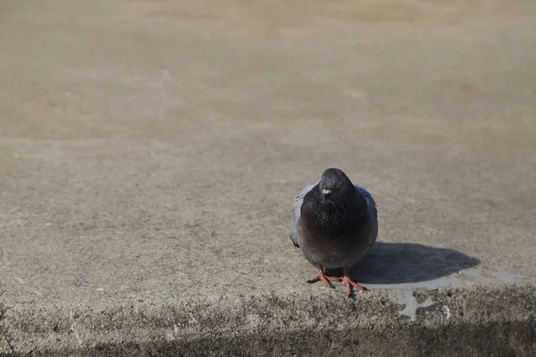 Pájaro cagando fotos de stock, imágenes de Pájaro cagando sin royalties ...