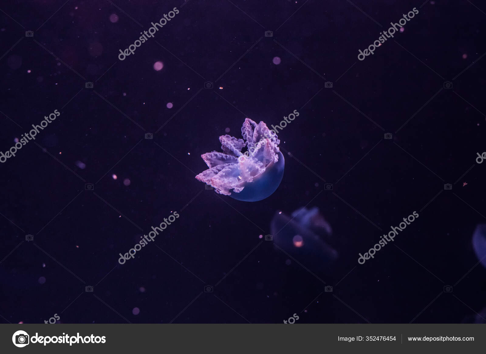 Blue Blubber Jellyfish Dark Water Catostylus Mosaicus — Stock Photo ...