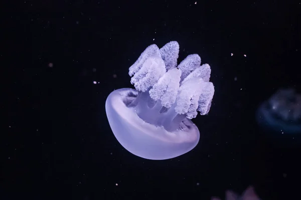 Catostylus Stock Photos, Royalty Free Catostylus Images | Depositphotos