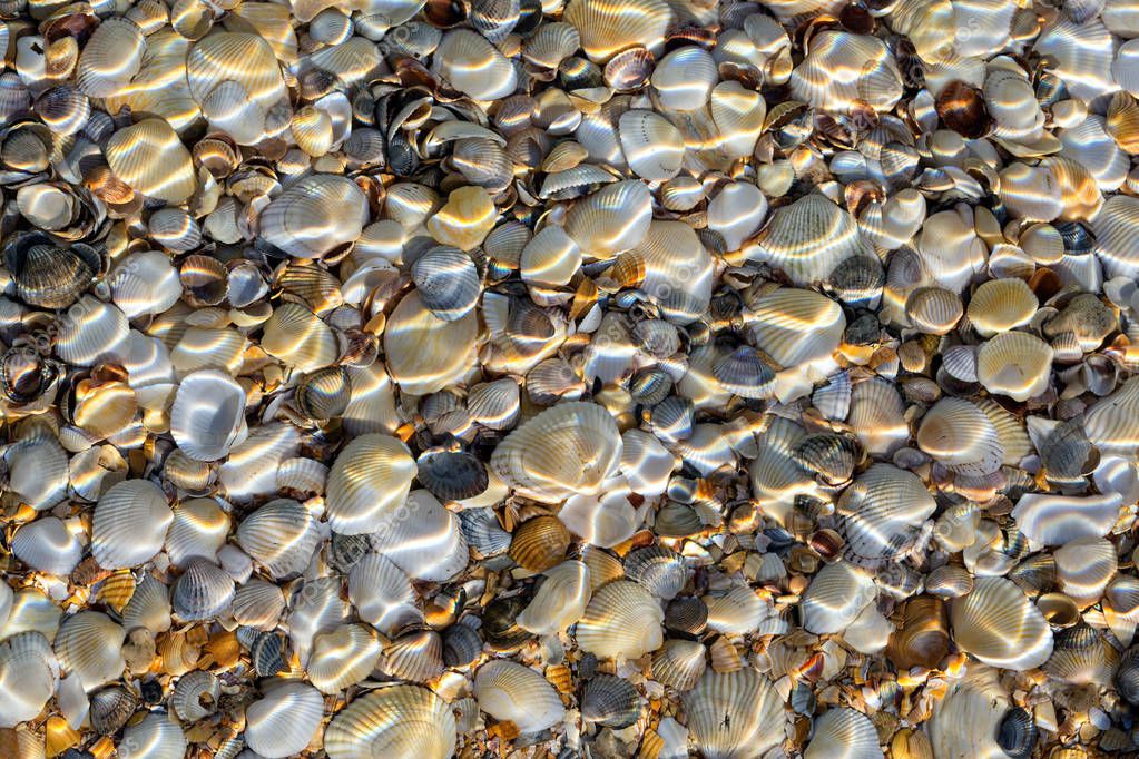 Un montón de diferentes conchas bajo el agua 2025