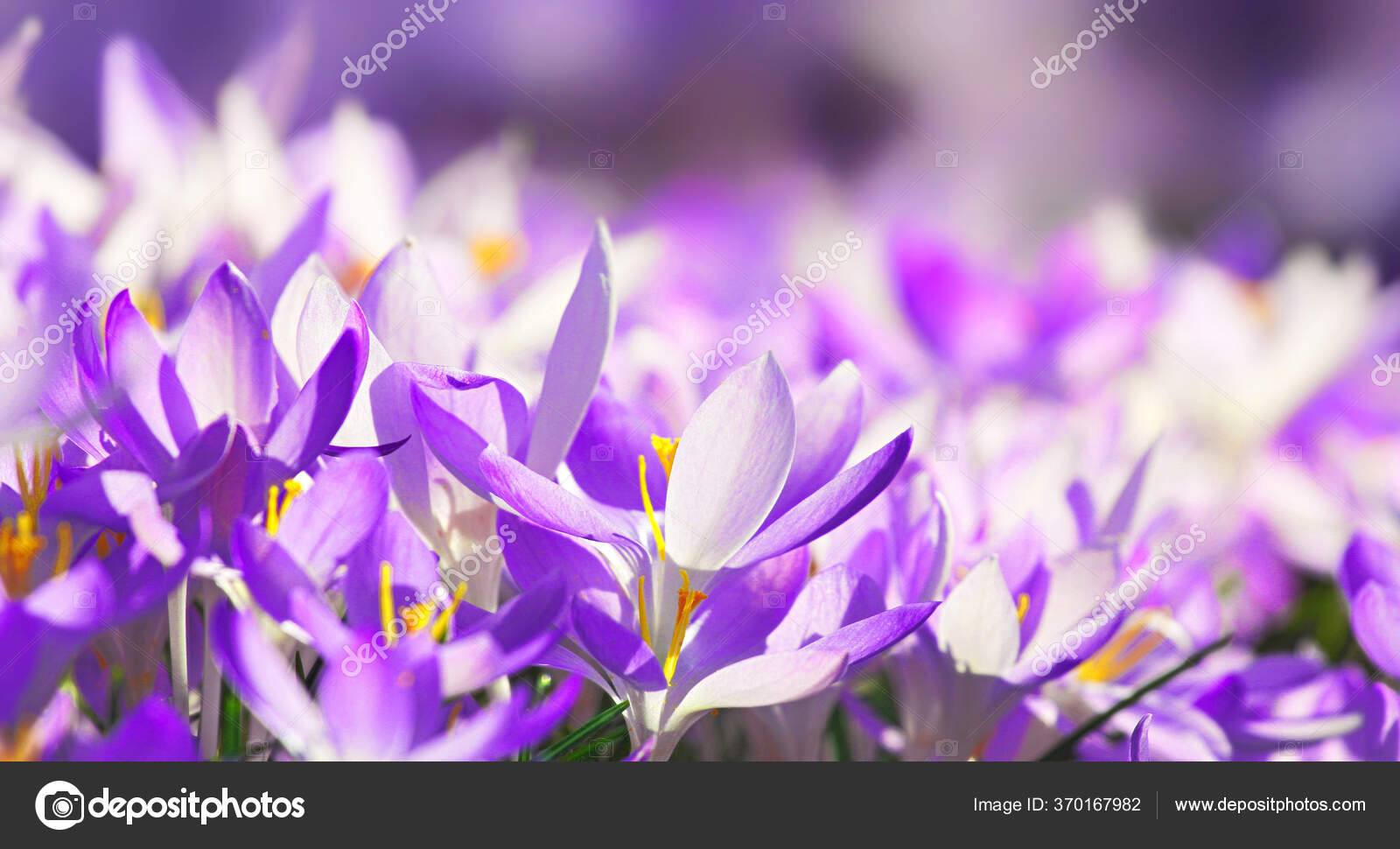 Beautiful Crocuses Growing Snow First Spring Flowers — Stock Photo ...