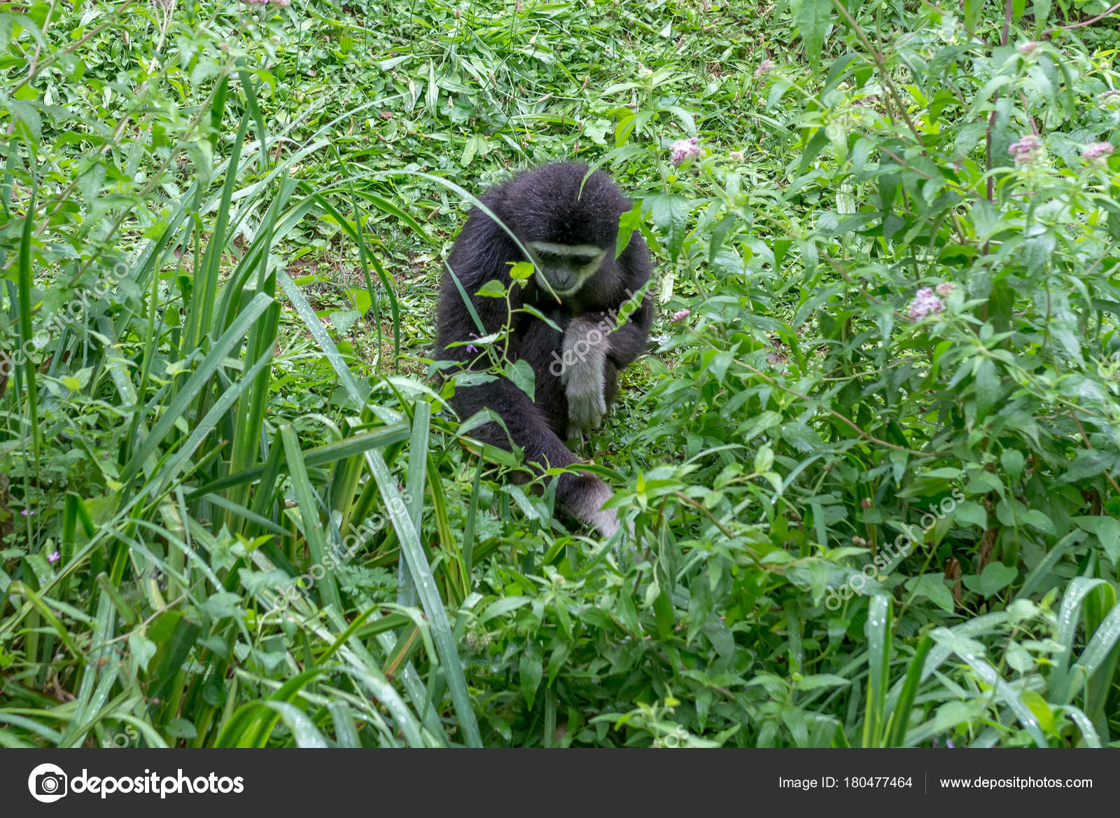 Monkeys Rain — Stock Photo © kamira777 #180477464