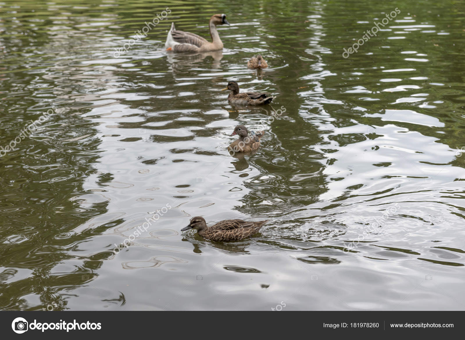 Ducks Pond Park — Stock Photo © kamira777 #181978260