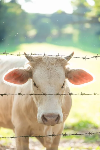 Cow cage Stock Photos, Royalty Free Cow cage Images | Depositphotos