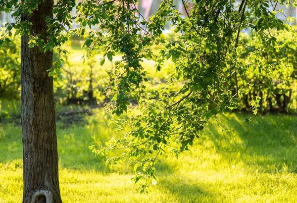 A tree in a Park with its branches down in the sun - Stock Image ...
