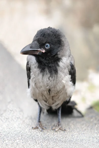 Cuervo bebé fotos de stock, imágenes de Cuervo bebé sin royalties ...