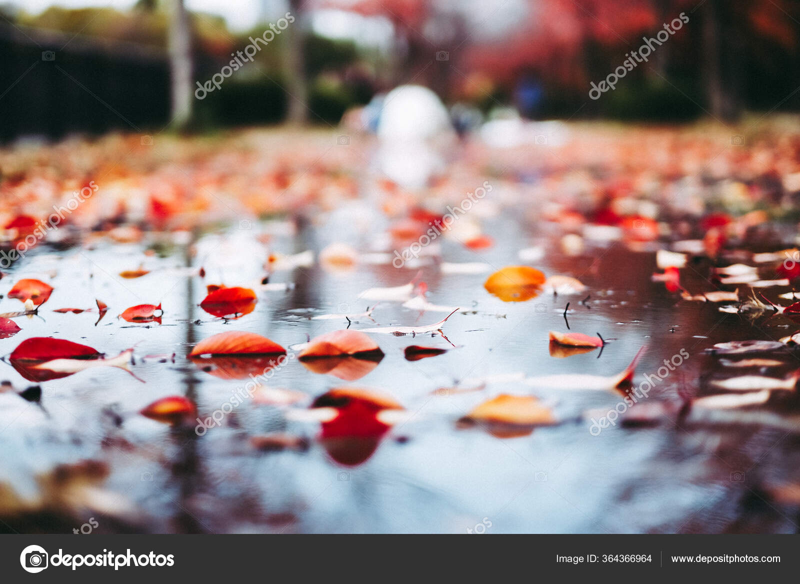 Leaves Various Colors Floating Water Nature Background — Stock Photo © etaearth #364366964