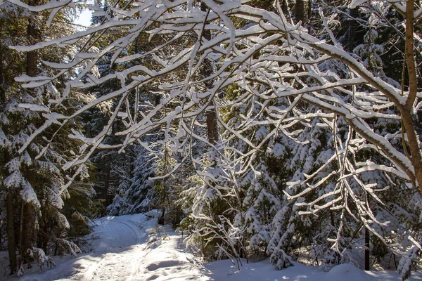 Narnia forest Stock Photos, Royalty Free Narnia forest Images ...