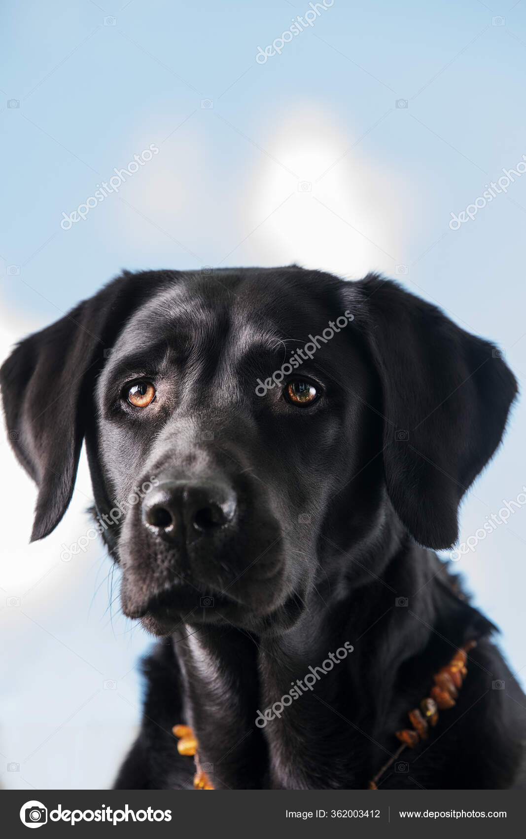 Black Labrador Retriever Blue Sky Background — Stock Photo ...