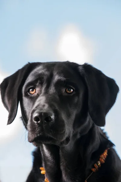 Tête de labrador images libres de droit, photos de Tête de labrador ...