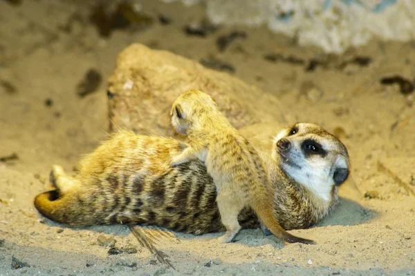 Group of meerkat (Suricata suricatta) sleeping under the timber — Stock ...