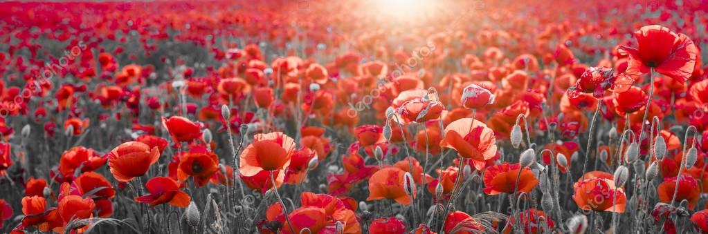 Cor seletiva vermelho Stock Photos, Royalty Free Cor seletiva vermelho ...