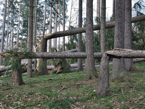 Broken trees in a forest - Stock Image - Everypixel