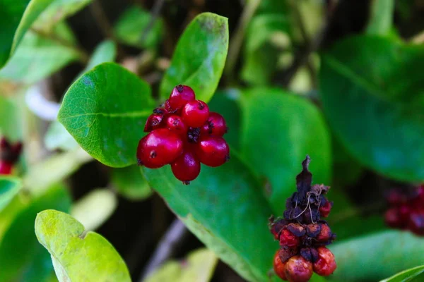 Baga inseto fotos de stock, imágenes de Baga inseto sin royalties ...