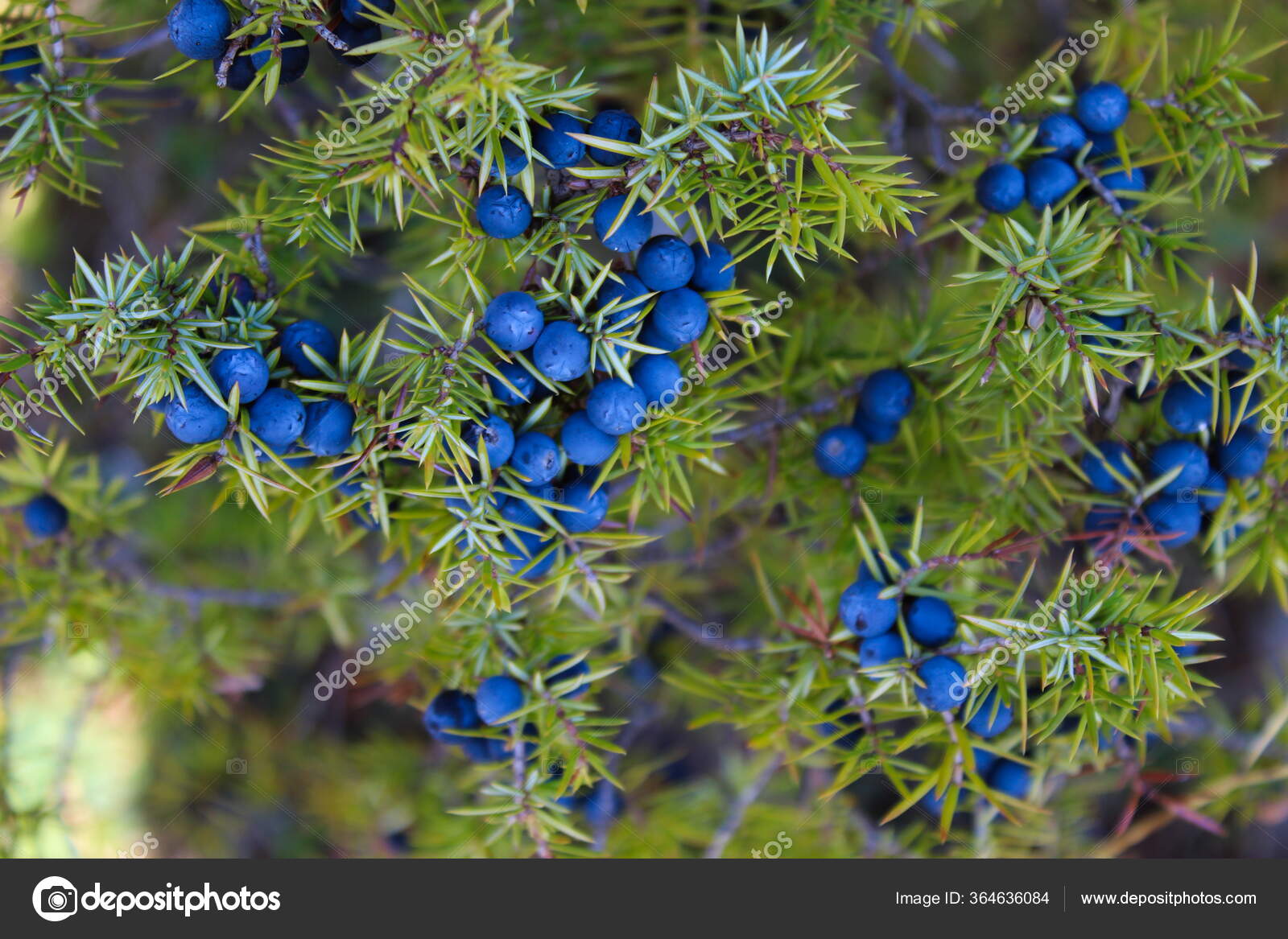Juniperus Communis Blue