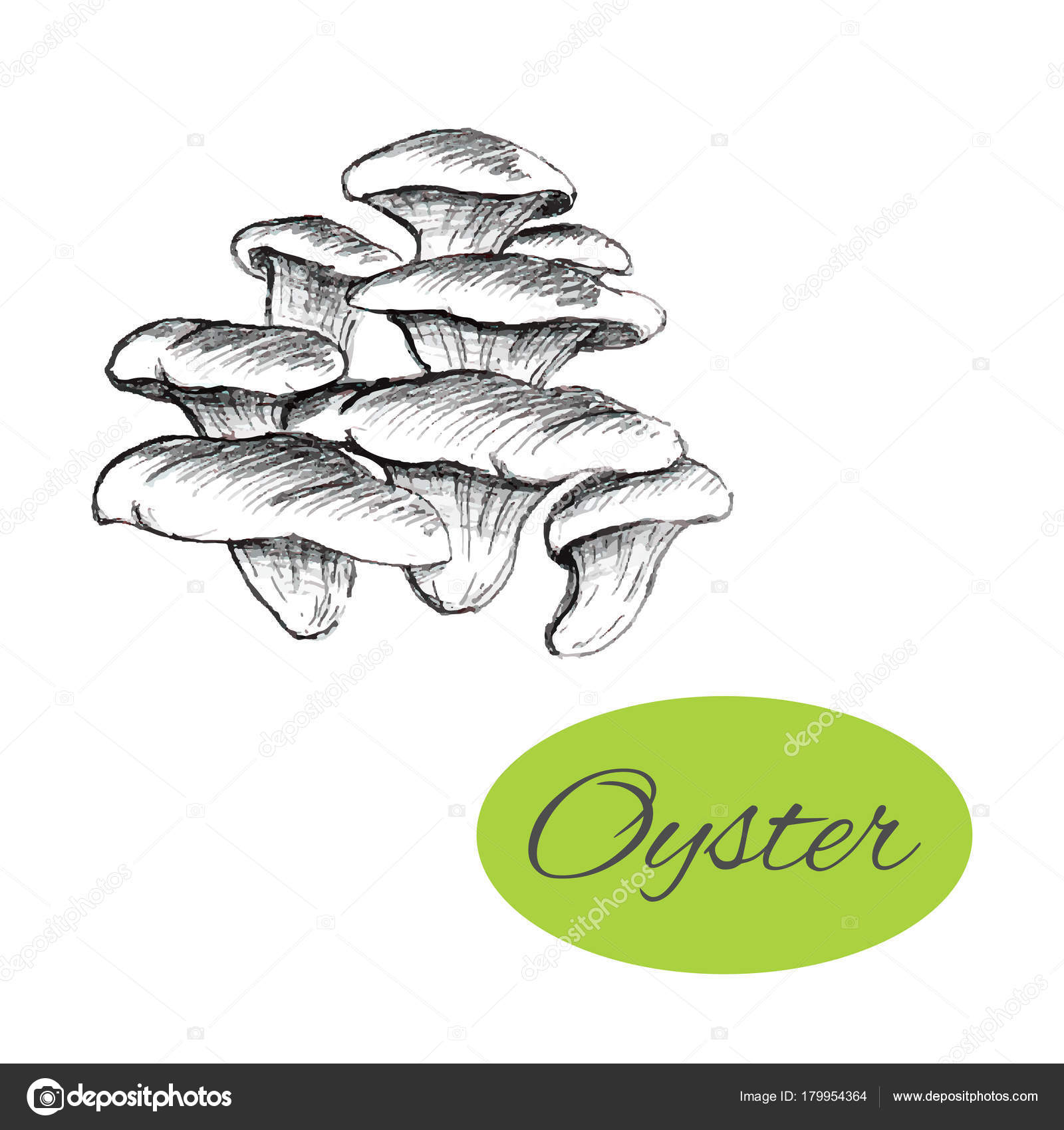 Oyster Mushrooms Drawing — Stock Vector © your-solution #179954364