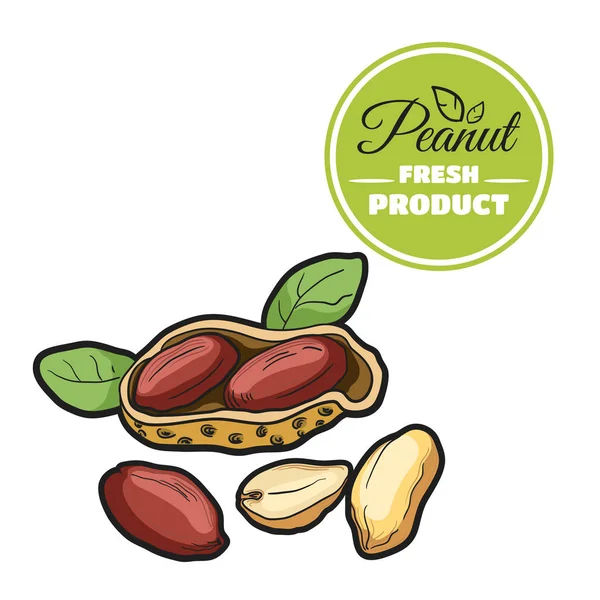 1,975 Ilustraciones de Cacahuate caricatura de Stock | Depositphotos