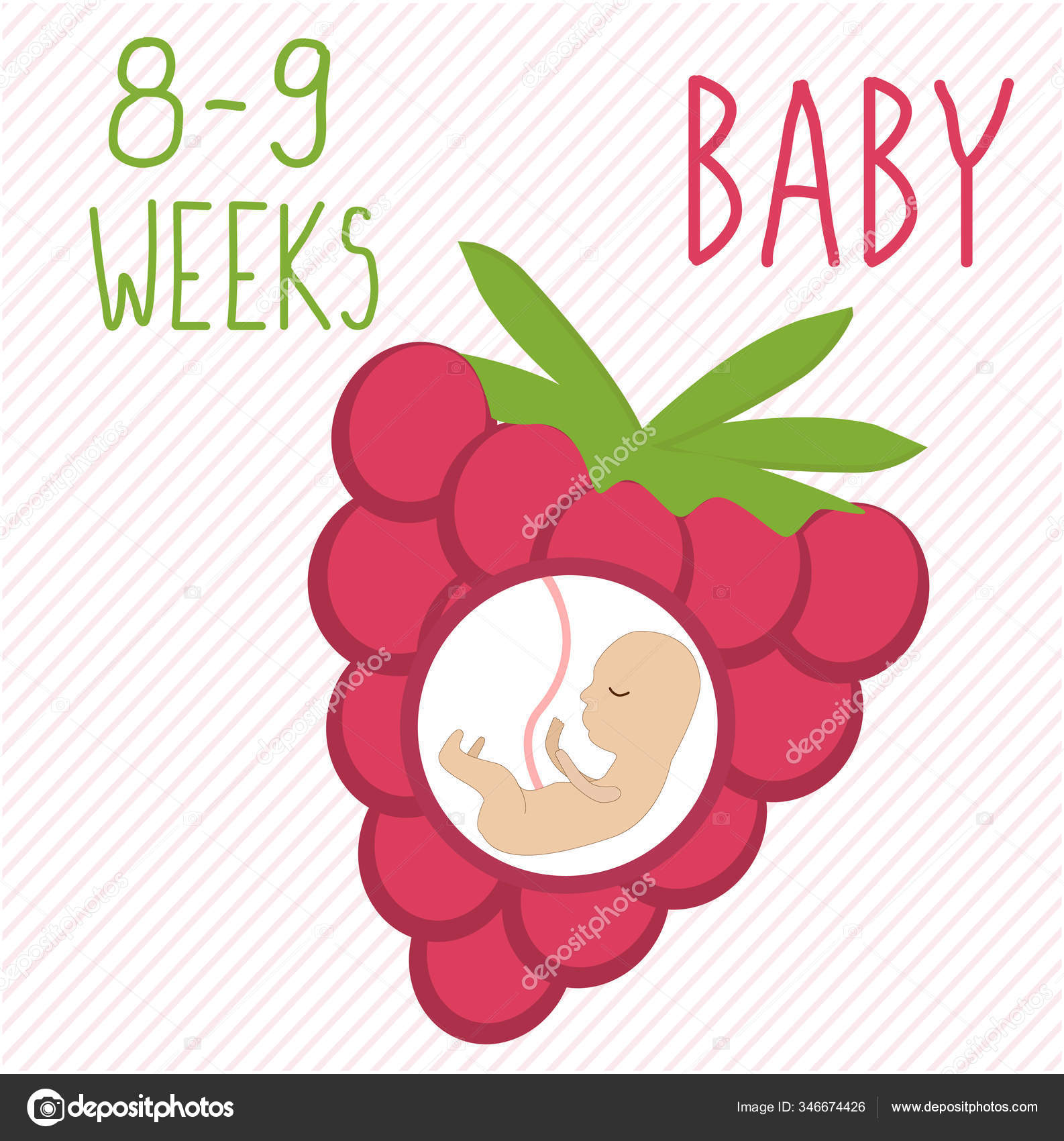 Raspberry Pregnancy Development Size Embryo Weeks Compare Fruits Human ...
