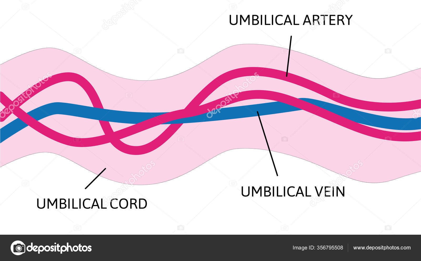 Umbilical Cord Diagram