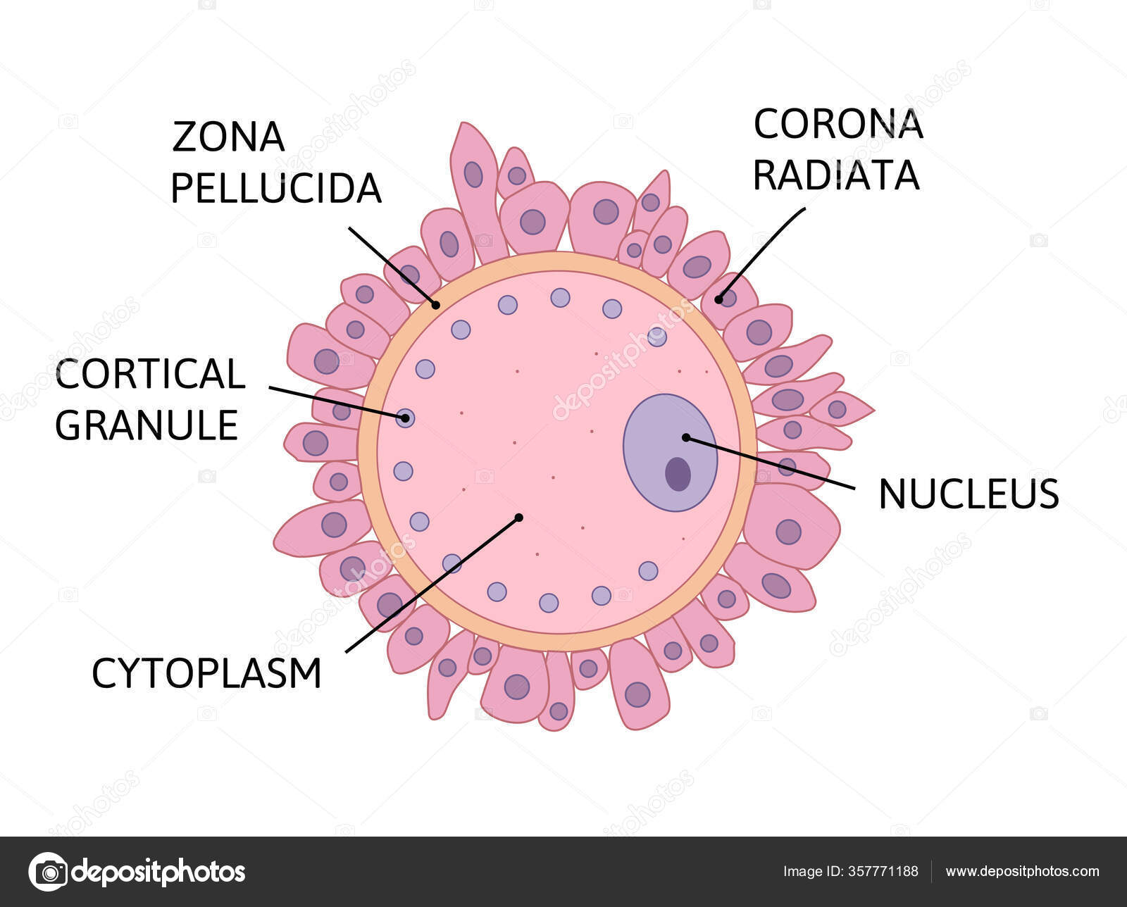 Ilustración del vector de anatomía del óvulo aislado sobre fondo blanco ...