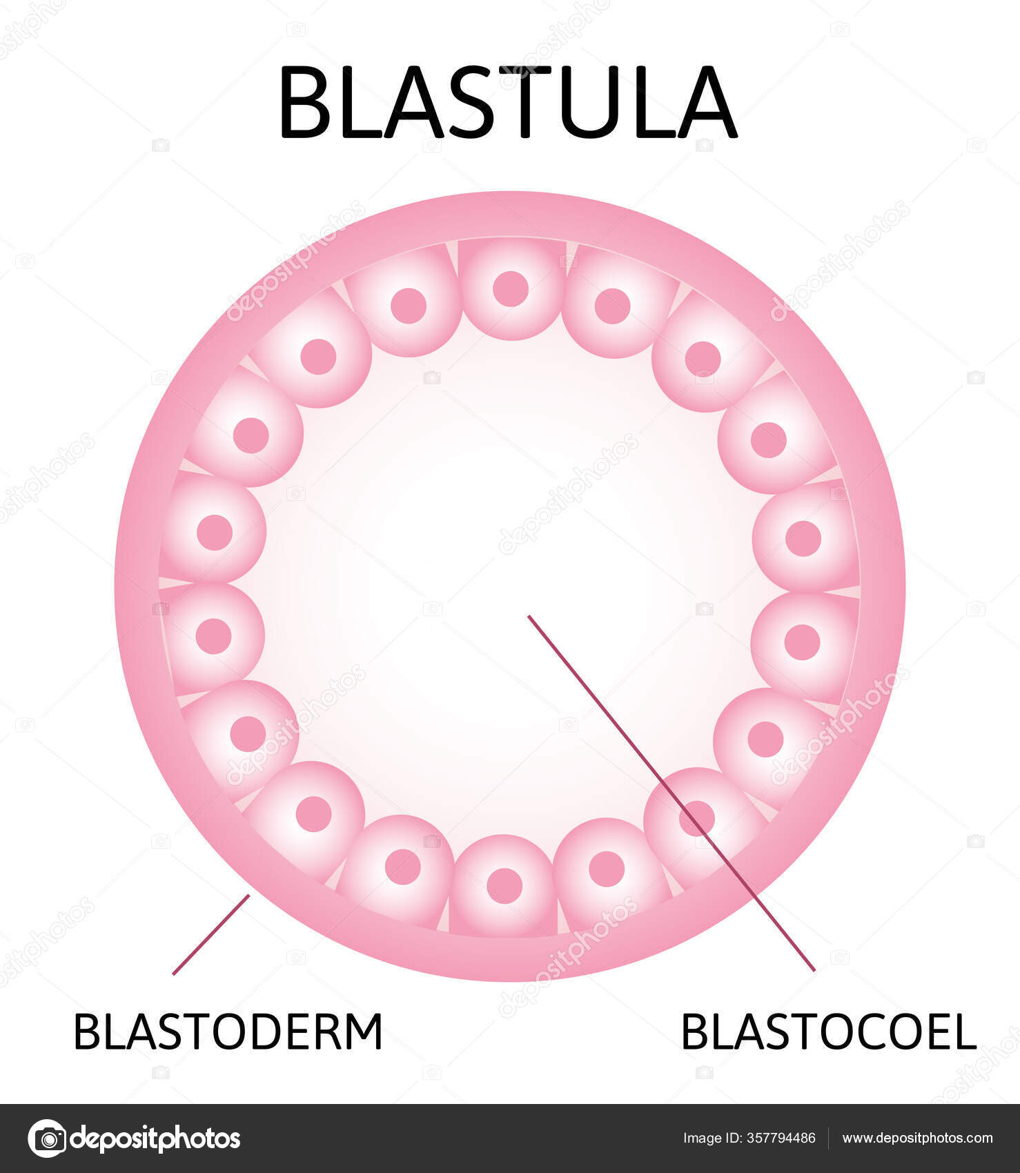 Blastulacion