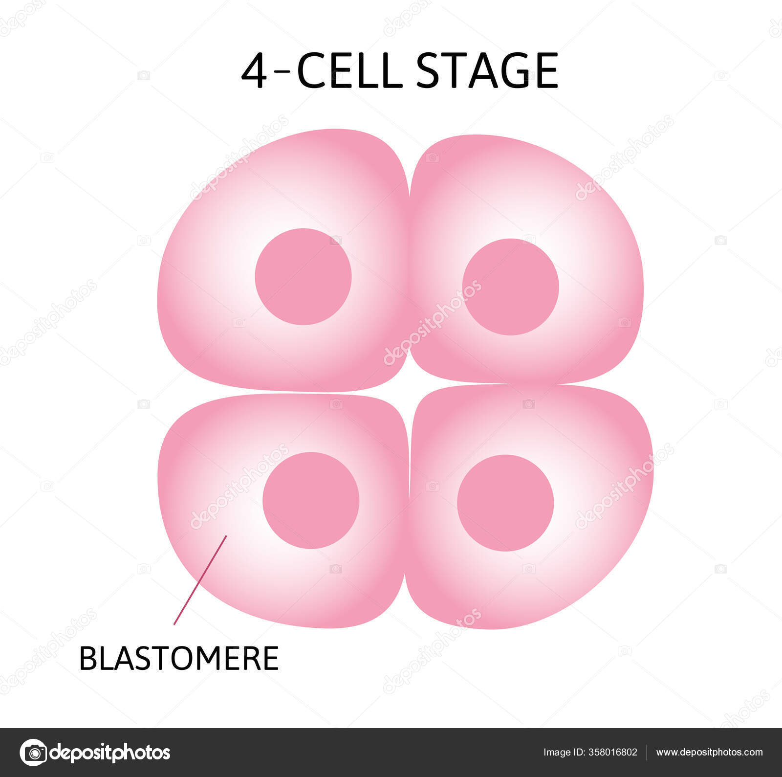 Human Gastrulation Animation