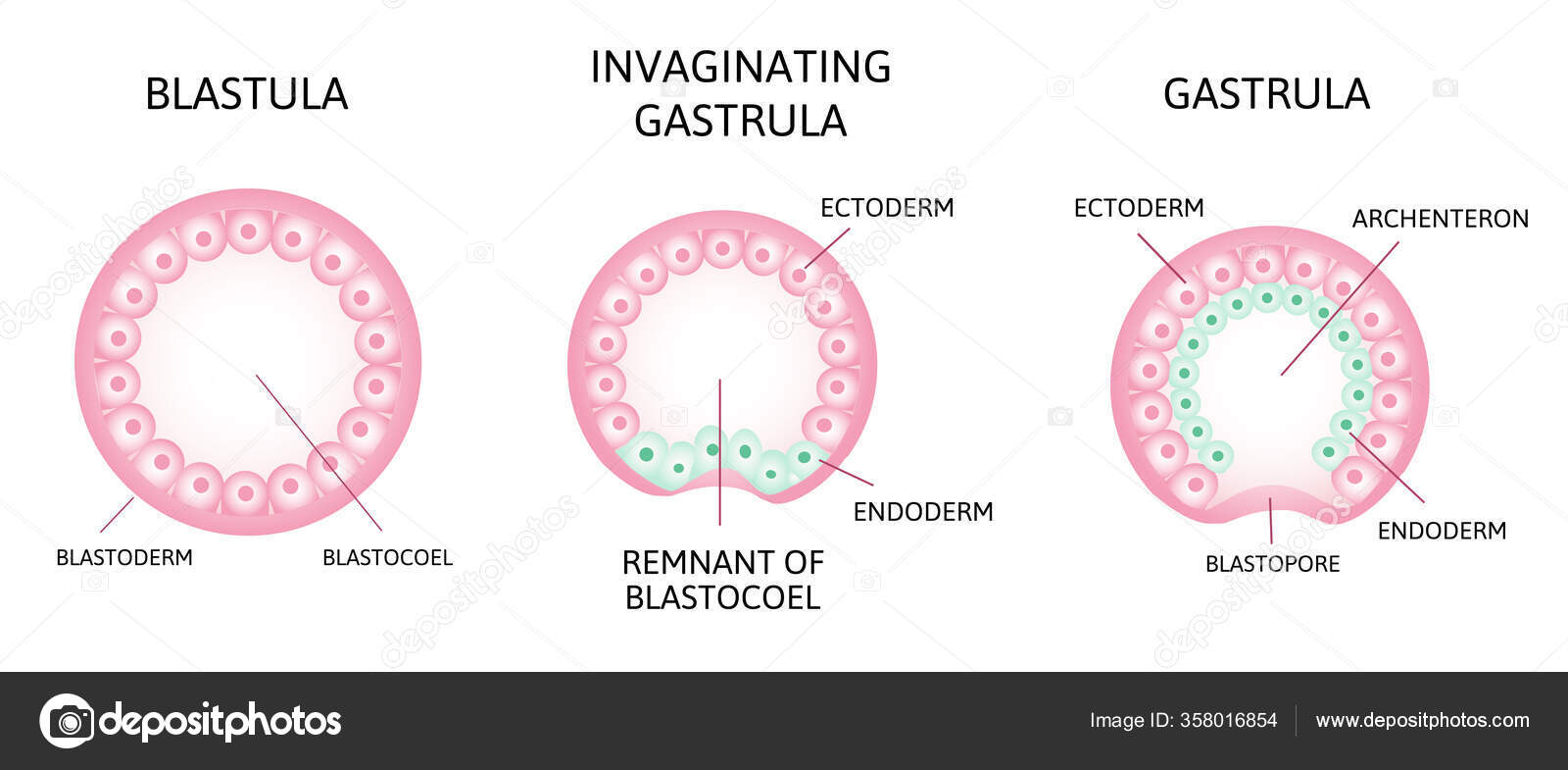 Gastrula