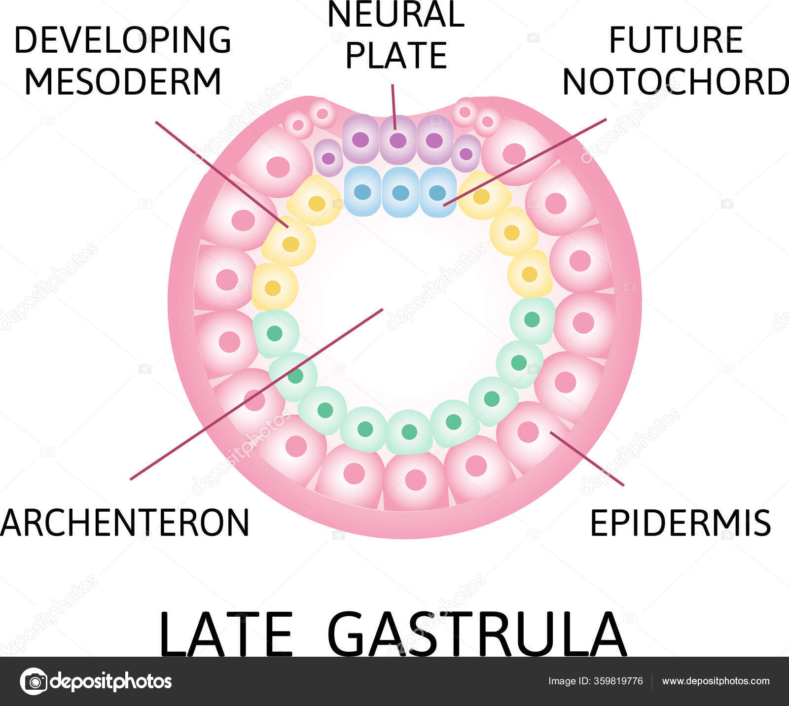 Human Gastrulation Diagram