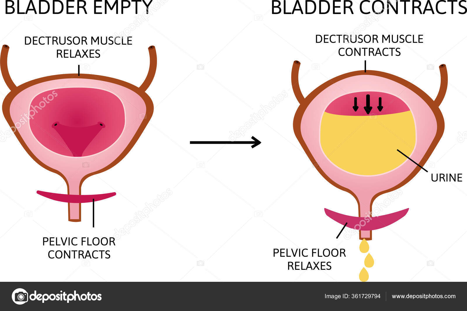 How The Bladder Works. the bladder muscles contract while the sphincter ...