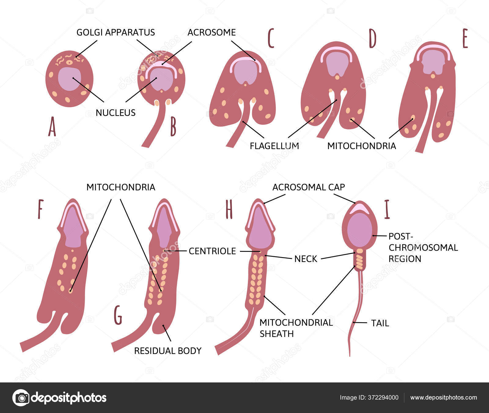 Summary Stages Spermiogenesis Spermatid Spermatozoon Marked Lines ...