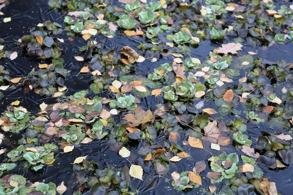 Leaves floating water Stock Photos, Royalty Free Leaves floating water Images | Depositphotos