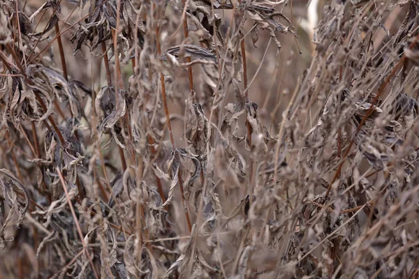 Talos secos Stock Photos, Royalty Free Talos secos Images | Depositphotos