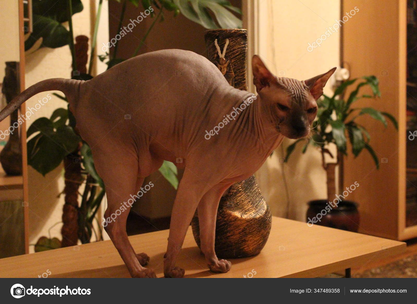 Sphynx Cat Arched Back — Stock Photo © sky_777 #347489358