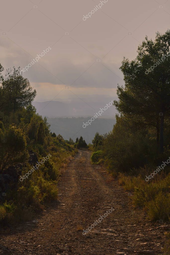 Sendero de montaña entre árboles, hacia el atardecer, colores de la ...